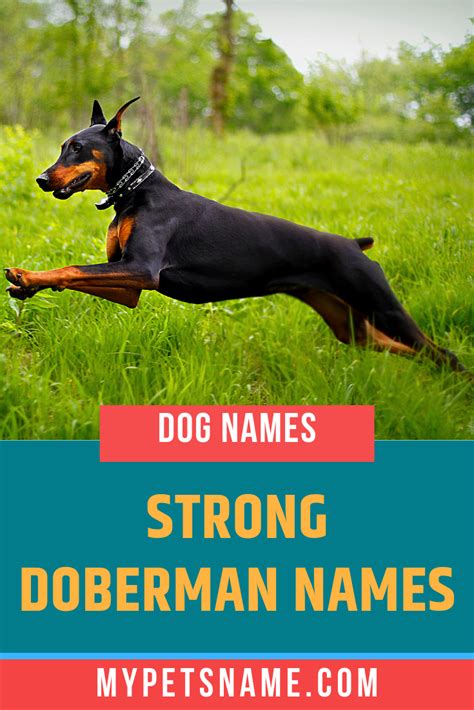 Doberman Names Artofit