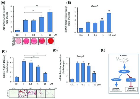 A 769662 Stimulates The Differentiation Of Hbmscs Toward Osteoblast Download Scientific Diagram