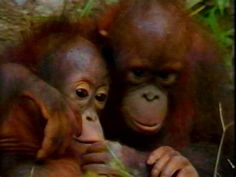 The Nature Of Sex Fred Kaufman George Page Public Broadcasting Service U S WNET