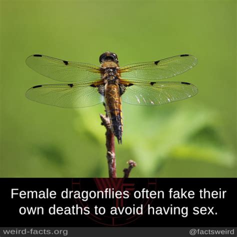 Weird Facts