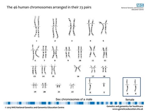 Explanation Of X Linked Inheritance Pptx Infertility Reproductive Health