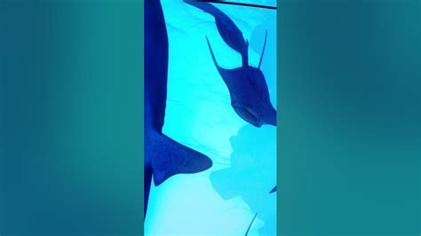 인스파이어 리조트 아레나 오로라 핑크 고래 Inspire Resort Arena Aurora Pink Whale 영종도 인스파이어 핑크 고래 오로라 고래