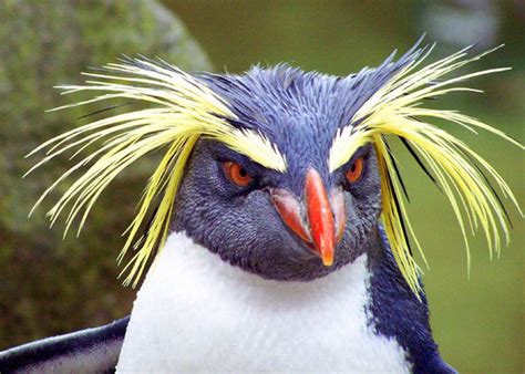 Eudyptes Chrysocome Western Rockhopper Penguin Aptenodytes Chrysocome