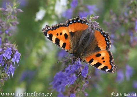 Small Tortoiseshell Photos Small Tortoiseshell Images Nature Wildlife