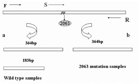 Pcr Snp Polymerase Chain Reaction Single Nucleotide Polymorphism