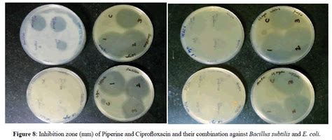 Synergistic Effect Of Piperine Extracted From Piper Nigrum With Ciprofloxacin On Escherichia