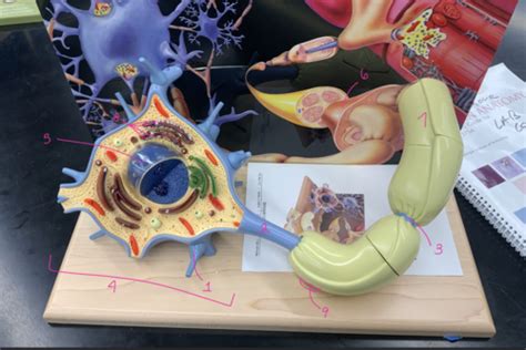Anatomy Lab 6 Flashcards Quizlet