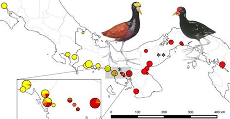 Differential Introgression Of A Female Competitive Trait In A Hybrid