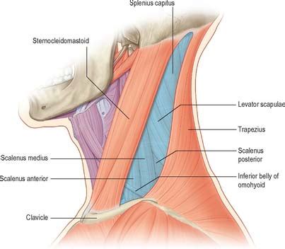 Neck Basicmedical Key
