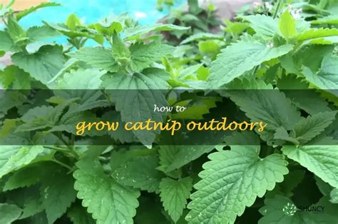 Gardening Growing Catnip Outdoors For Your Feline Friend ShunCy