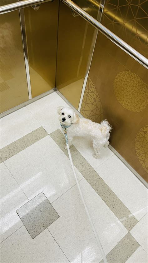 나도 강아지 사진 유머 움짤 이슈 에펨코리아