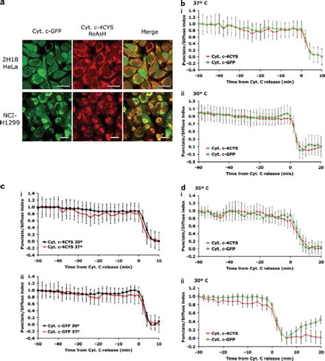 Cytochrome C Is Released In A Single Step During Apoptosis Cell Death And Differentiation