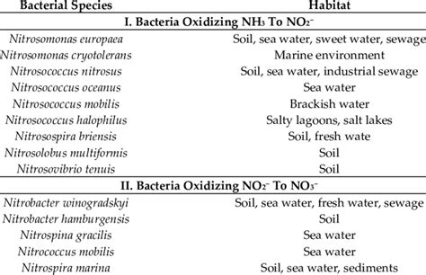 The Occurrence Of Nitrifying Bacteria [45 46] Download Scientific