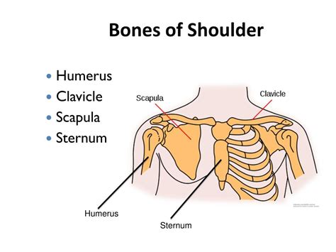 Ppt Shoulder Powerpoint Presentation Free Download Id1953276