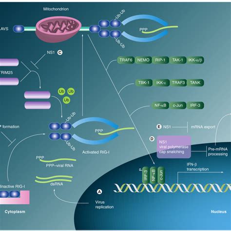 Type I Interferon Receptor Signaling Pathway And Expression Of Download Scientific Diagram