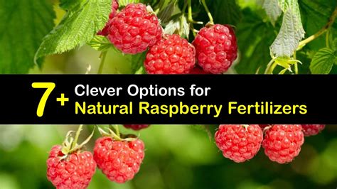 Organic Raspberry Fertilizer Diy Raspberry Bush Food