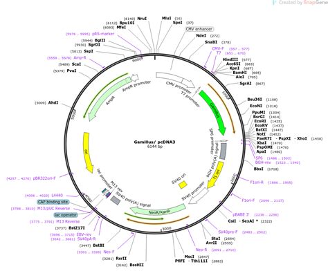 Addgene Gamillus Pcdna3
