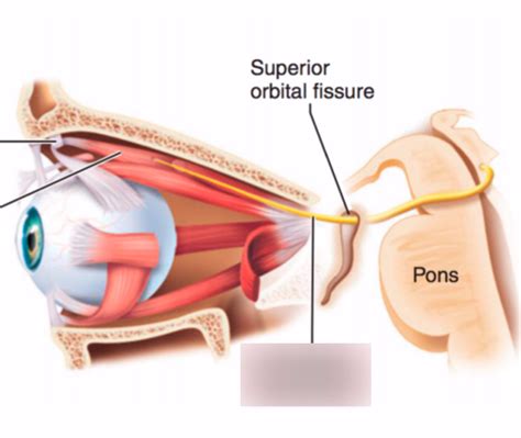 Trochlear Nerve Function