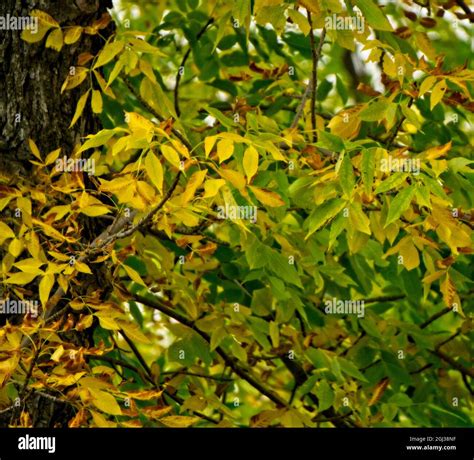 Calgary Trees Hi Res Stock Photography And Images Alamy