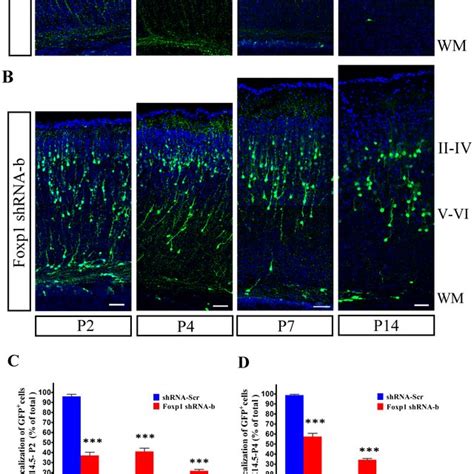 Effects Of Foxp1 Knockdown On The Placement Of Cortical Neurons A Download Scientific