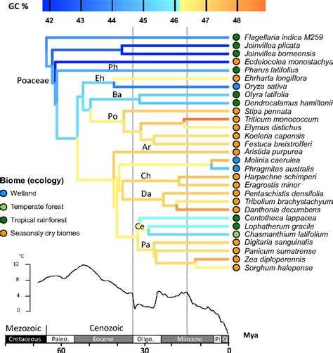 Ecological And Evolutionary Significance Of Genomic Gc Content Diversity In Monocots Pnas
