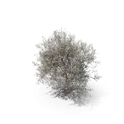 Blossom Tree Png Images And Psds For Download Pixelsquid S119523007