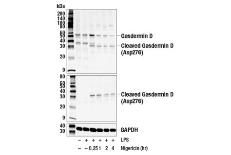 Gasdermin D E4m2w Rabbit Monoclonal Antibody 46451 Datasheet With
