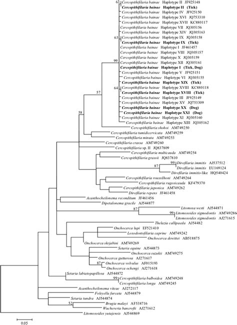 phylogenetic tree based on cox1 sequence data of cercopithifilaria spp