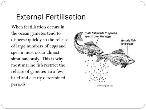 18 Internal Fertilization Fish Inspirasi Terbaru