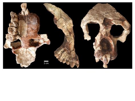 Ardipithecus Fossils