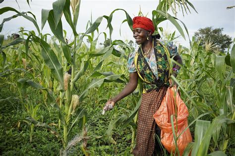 Exploring Young Africans Role And Engagement In The Rural Economy Cimmyt