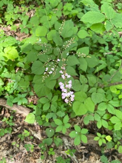 Desmodium Glutinosum Native Iowa Woodland Understory Restoration A Guide To Species