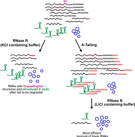 Figure 1 From An Improved Method For Circular Rna Purification Using