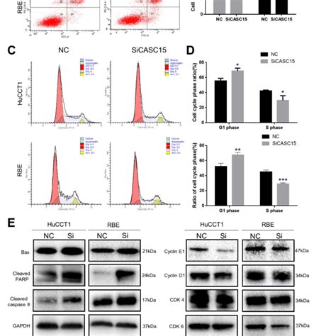 The Knockdown Of Casc15 Expression Promoted Cell Apoptosis And