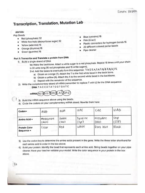 Transcription Translation Mutation Lab Pdf