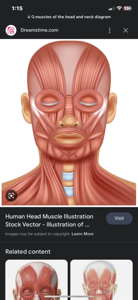 Muscles Of Mastication Diagram Quizlet