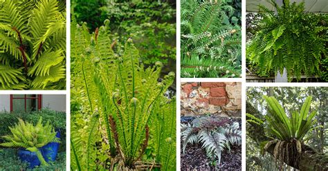 21 Types Of Ferns To Grow Indoor And Outdoor