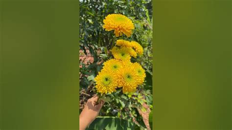 මල් පොකුරු වලට ආස අය කවුද Flowers Flowerlover Flowerbouquet Morning Youtube