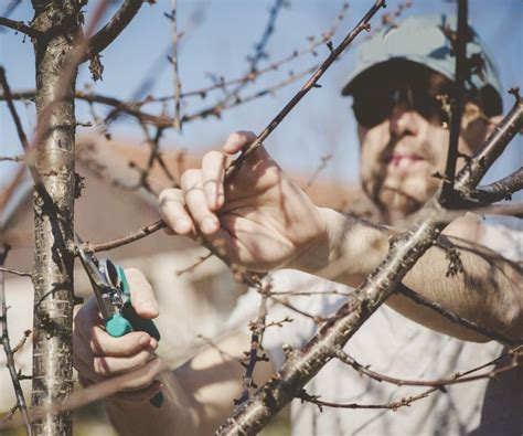Tree Pruning Mistakes To Avoid Making In Your Backyard Homes And Gardens