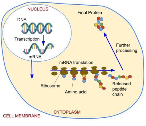 Messenger Rna Mrna Summary