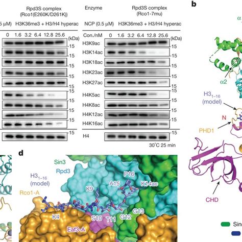 Combinatorial Readout Guided Histone Deacetylation By Rpd3s Download Scientific Diagram