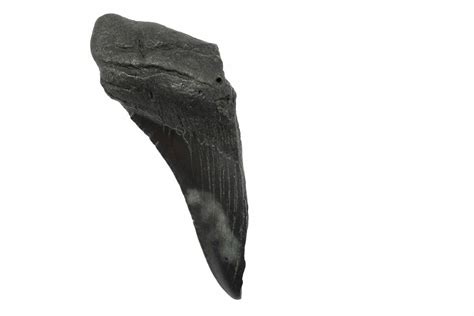 4 69 partial fossil megalodon tooth 240142 for sale