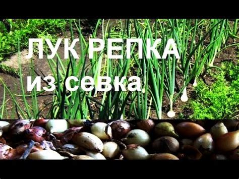 Как вырастить ЛУК РЕПКУ из СЕВКА - YouTube