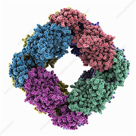 Baculovirus Late Expression Factor 3 Molecular Model Stock Image C057 8201 Science Photo