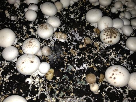 Webinar Recording Solutions For The Mushroom Industry To Emerging Disease Threats From