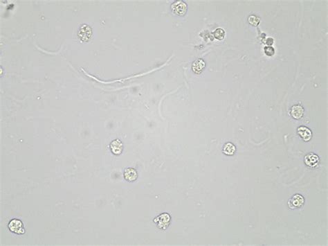 Dataset 15 Classes Object Detection Dataset And Pre Trained Model By Giki