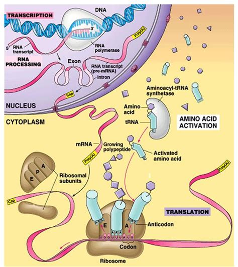 Identify The Labeled Structures Of The Following Diagram Of