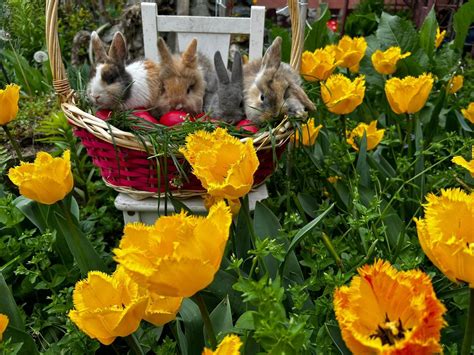 Развъдник за декоративни зайчета Изи Продадени 🐇 Продават се две декоративни зайчета 1