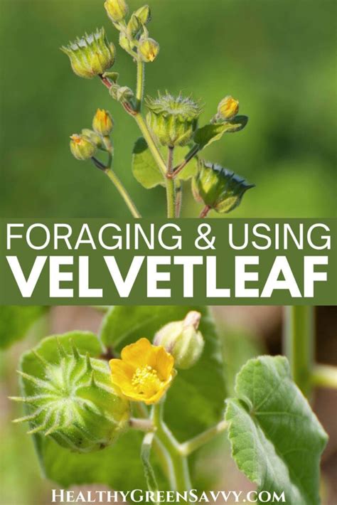 Velvet Leaf Plant Abutilon Theophrasti Velvetleaf Uses
