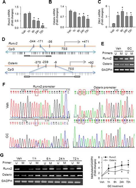 Analysis Of Runx2 And Osterix Expression And Promoter Methylation